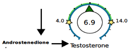 DUTCH Test Hormone Pathways - Wimbledon Clinic of Natural Medicine