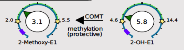 DUTCH Test Hormone Pathways - Wimbledon Clinic of Natural Medicine